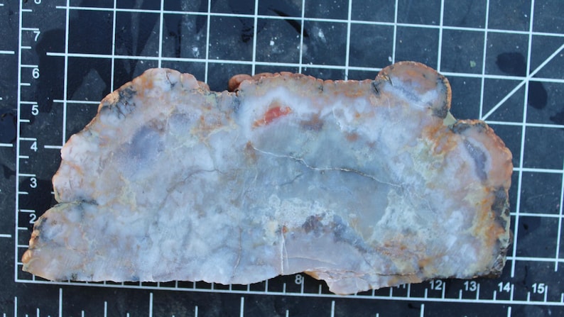 Coprolite Unpolished Slab From Utah | 117 Grams - Etsy