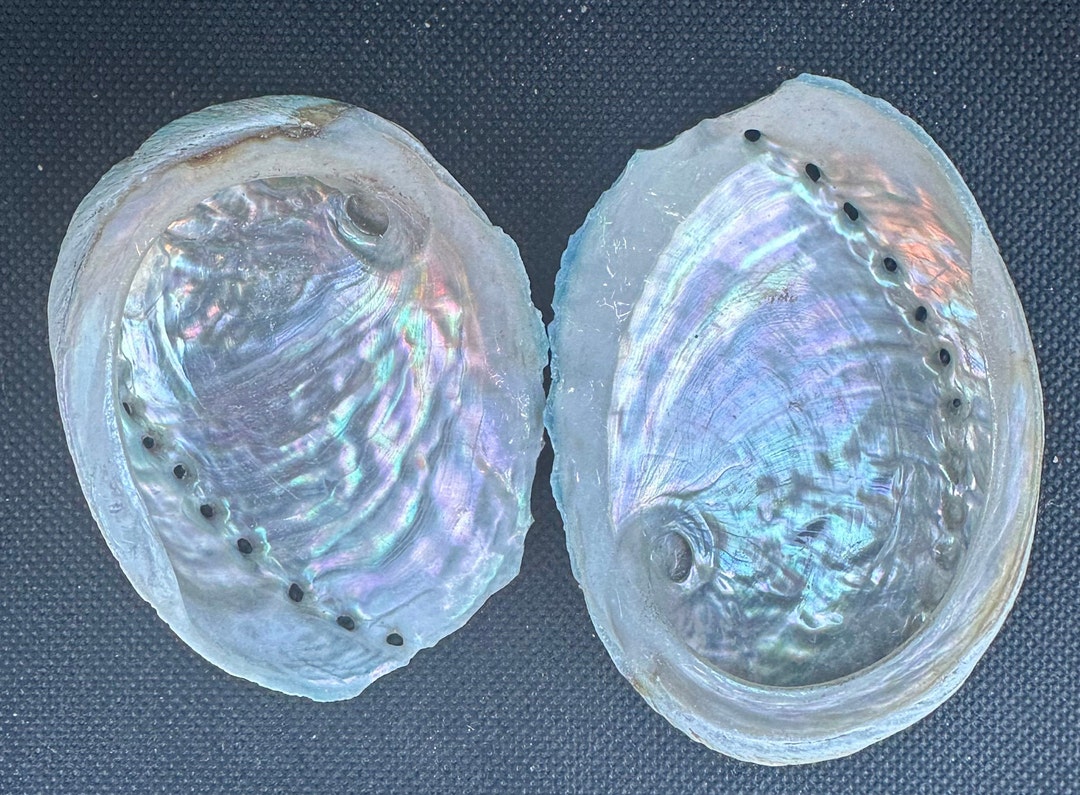 2 Piece Australian Abalone Shells |3 Inch Average| Unpolished - Etsy