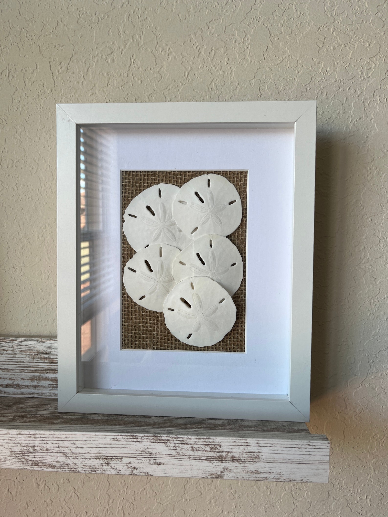Sand Dollar, 8"x10" Sand Dollars in Shadowbox Frame With Burlap ...