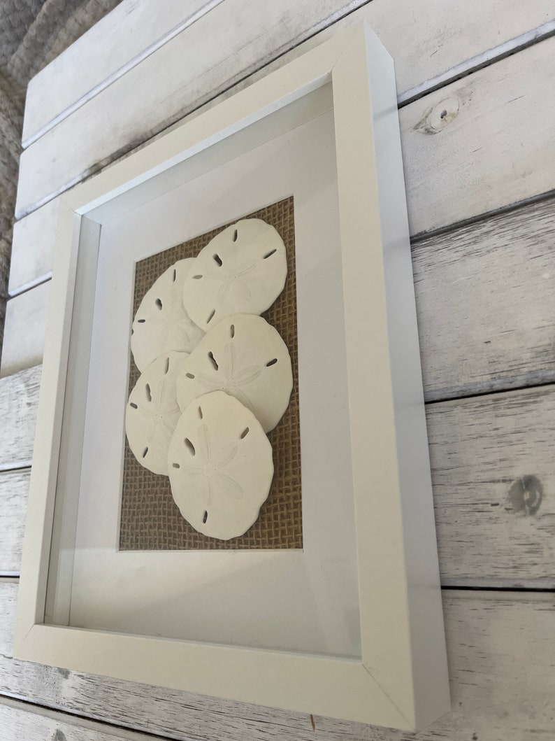 Sand Dollar, 8"x10" Sand Dollars in Shadowbox Frame With Burlap ...