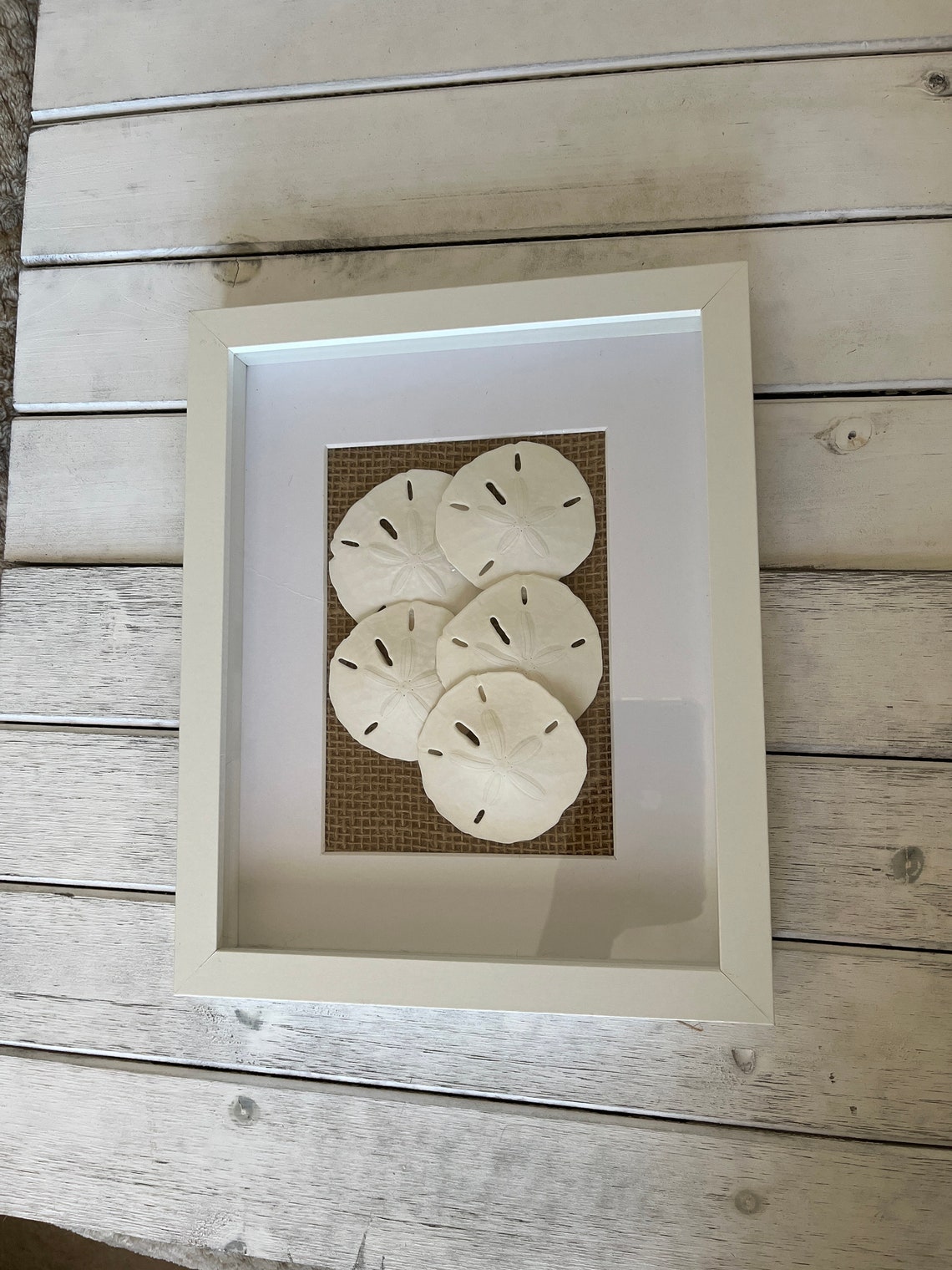 Sand Dollar, 8"x10" Sand Dollars in Shadowbox Frame With Burlap ...