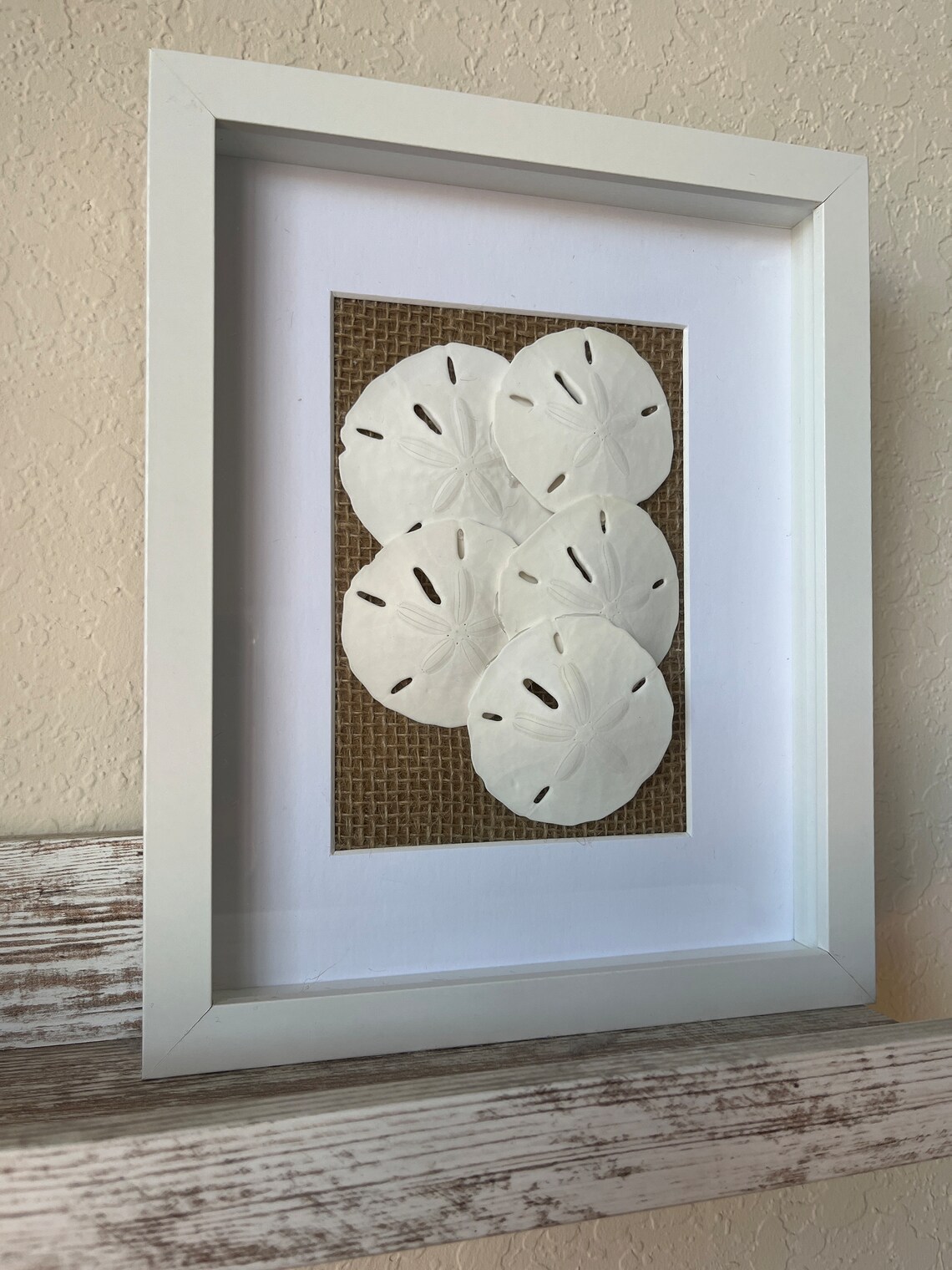 Sand Dollar, 8"x10" Sand Dollars in Shadowbox Frame With Burlap ...