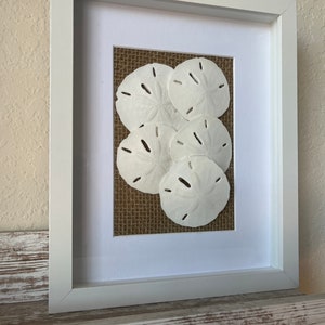 Sand Dollar, 8x10 Sand Dollars in Shadowbox Frame With Burlap ...