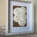 Sand Dollar, 8"x10" Sand Dollars in Shadowbox Frame With Burlap ...