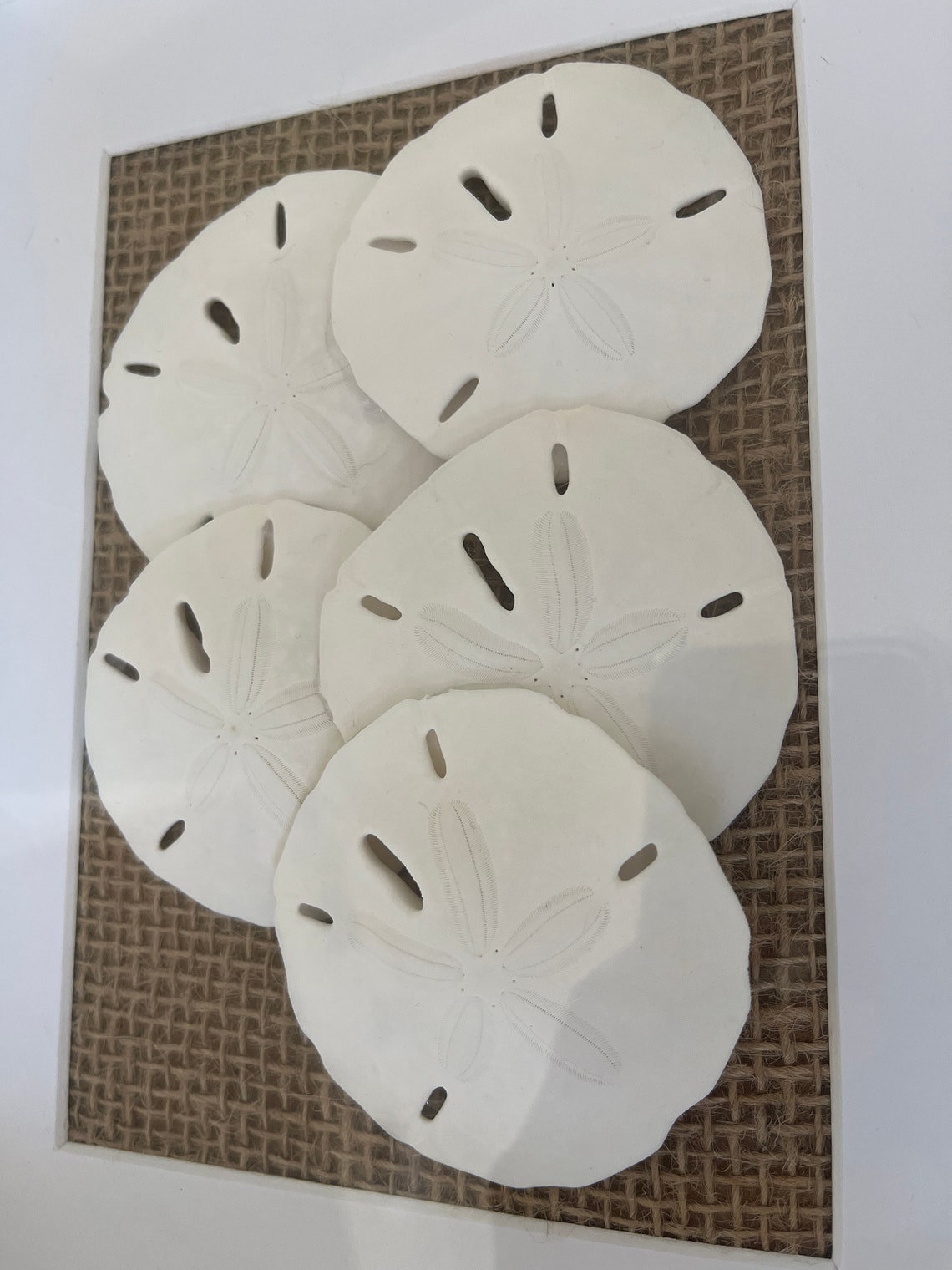 Sand Dollar, 8"x10" Sand Dollars in Shadowbox Frame With Burlap ...