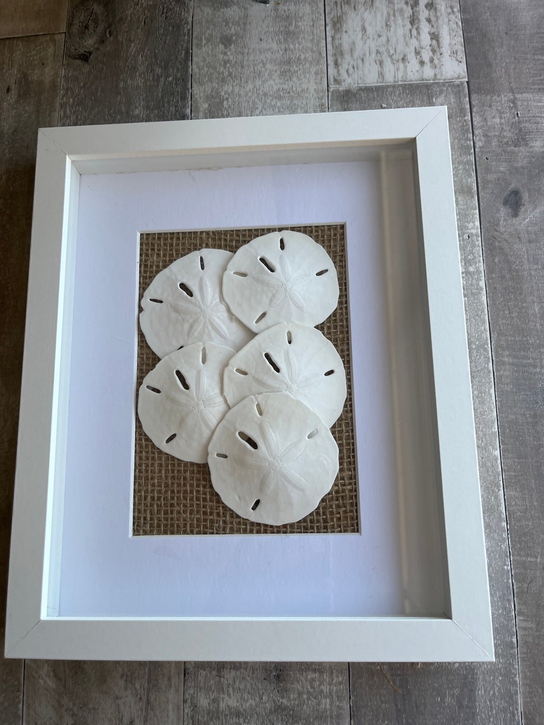 Sand Dollar, 8"x10" Sand Dollars in Shadowbox Frame With Burlap ...