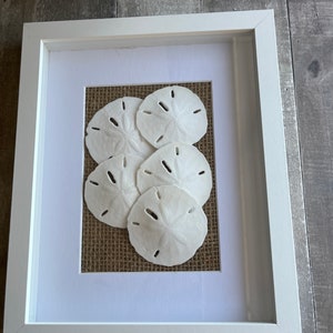 Sand Dollar, 8"x10" Sand Dollars in Shadowbox Frame With Burlap Background, Coastal, Beach Wall ...