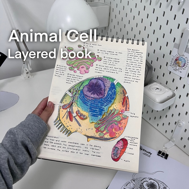 Animal Cell Layered Book by Gillystudy - Etsy