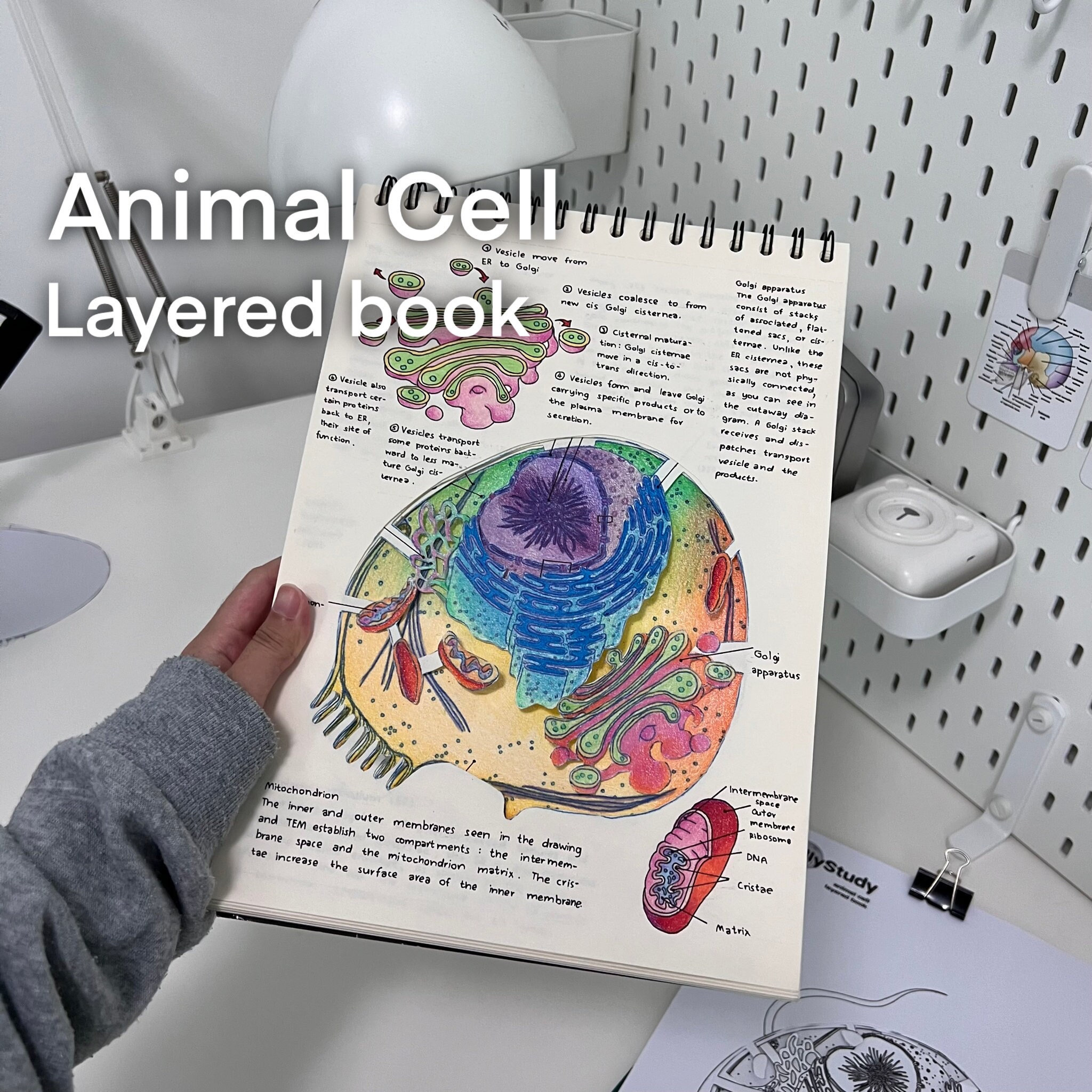 Animal Cell Layered Book by Gillystudy - Etsy
