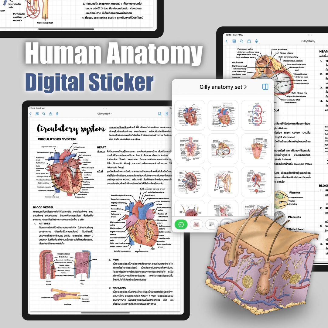 Human Anatomy Digital Sticker by Gillystudy - Etsy