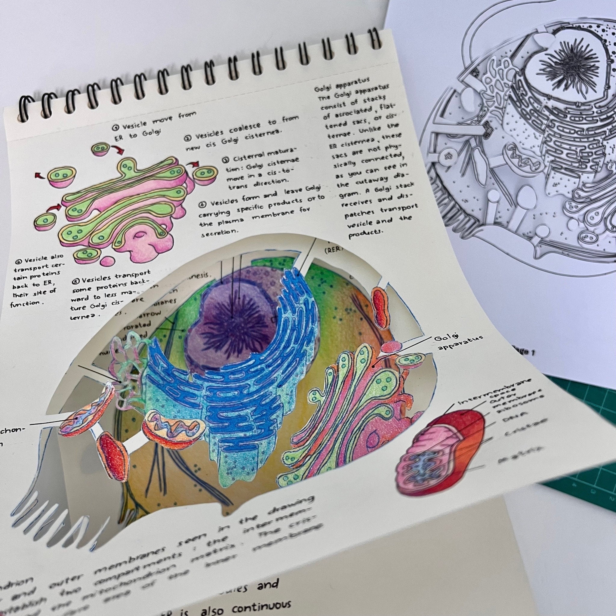 Animal Cell Layered Book by Gillystudy - Etsy