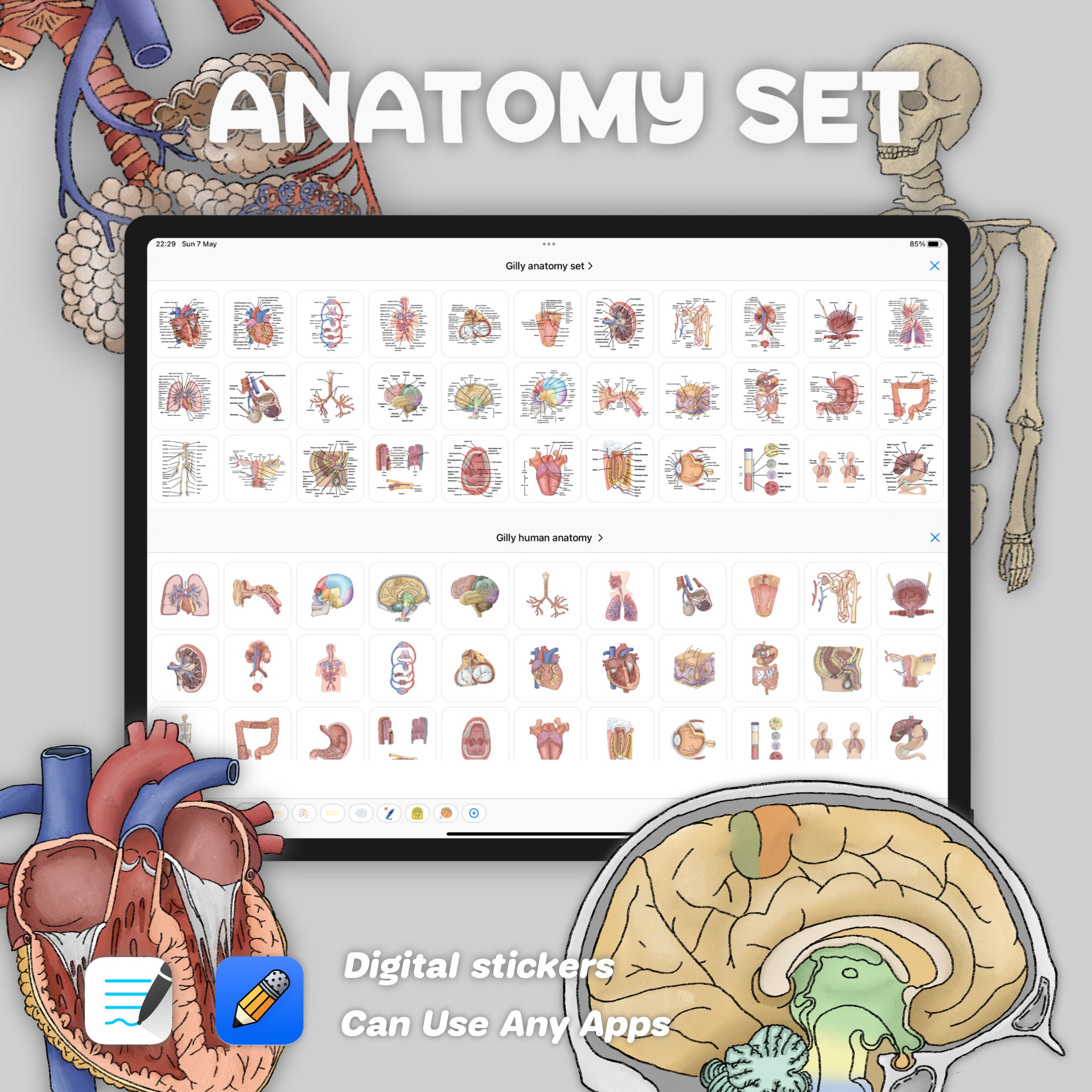 Human Anatomy Digital Sticker by Gillystudy - Etsy