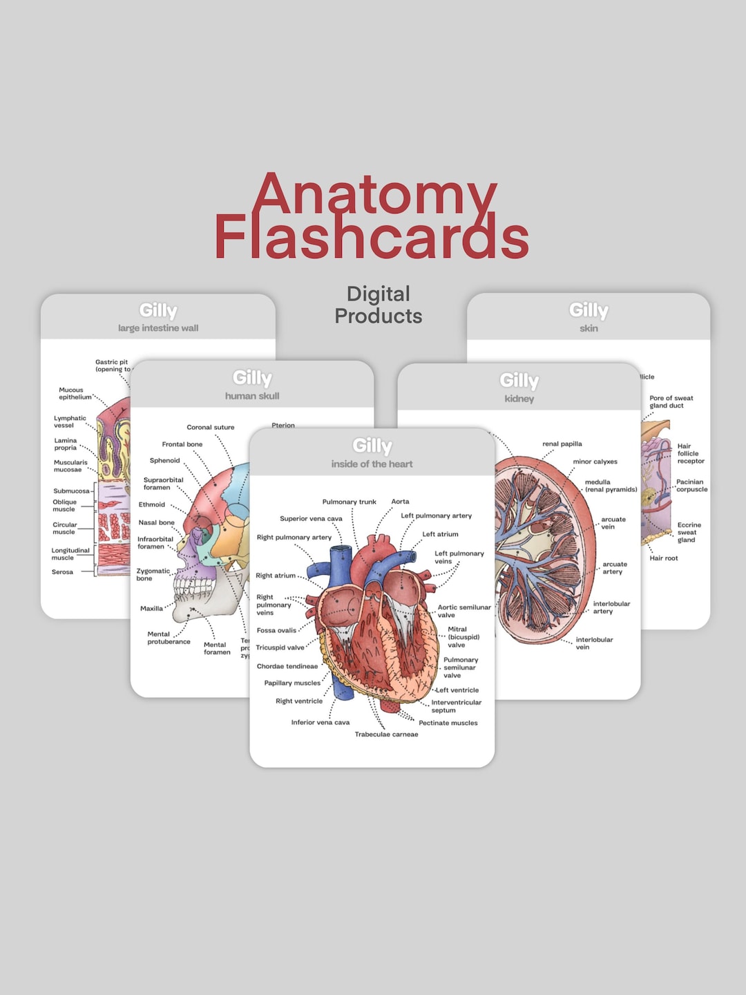 Human Anatomy Flashcards - Digital Download for Med Students by ...