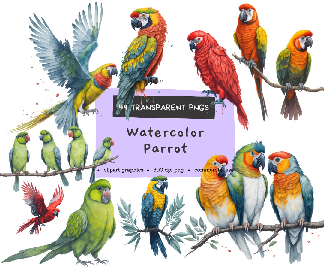 49 Watercolor Colorful Parrots Bird PNG, Commercial Use, Instant ...