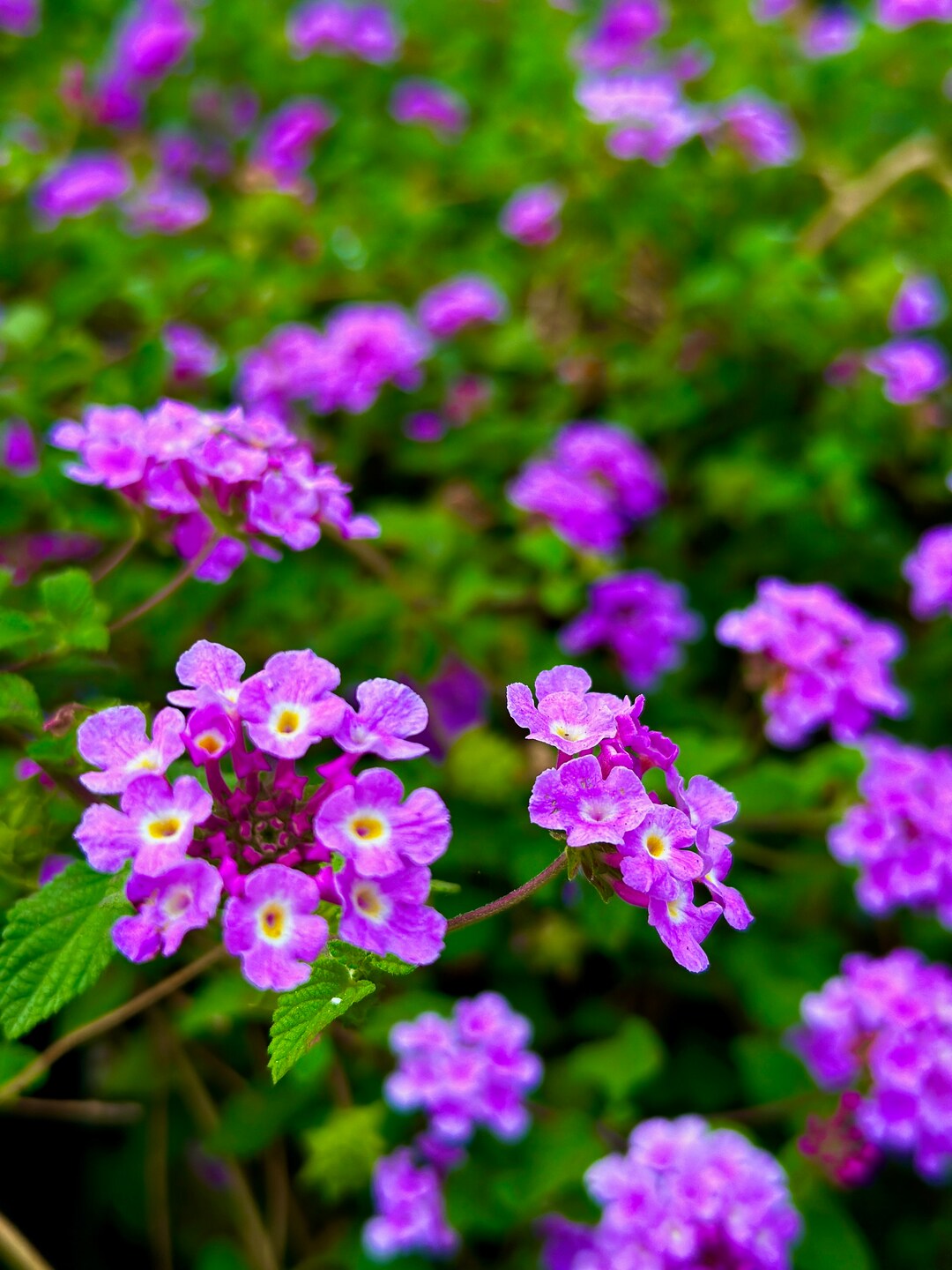 Pupple Flower - Etsy