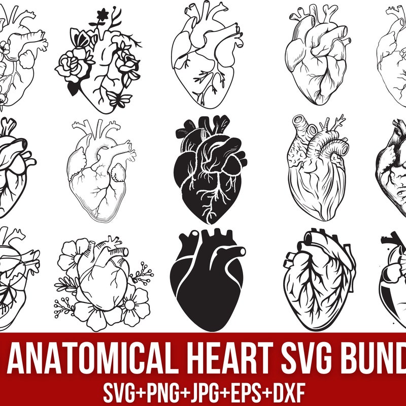 Anatomical Heart - Etsy