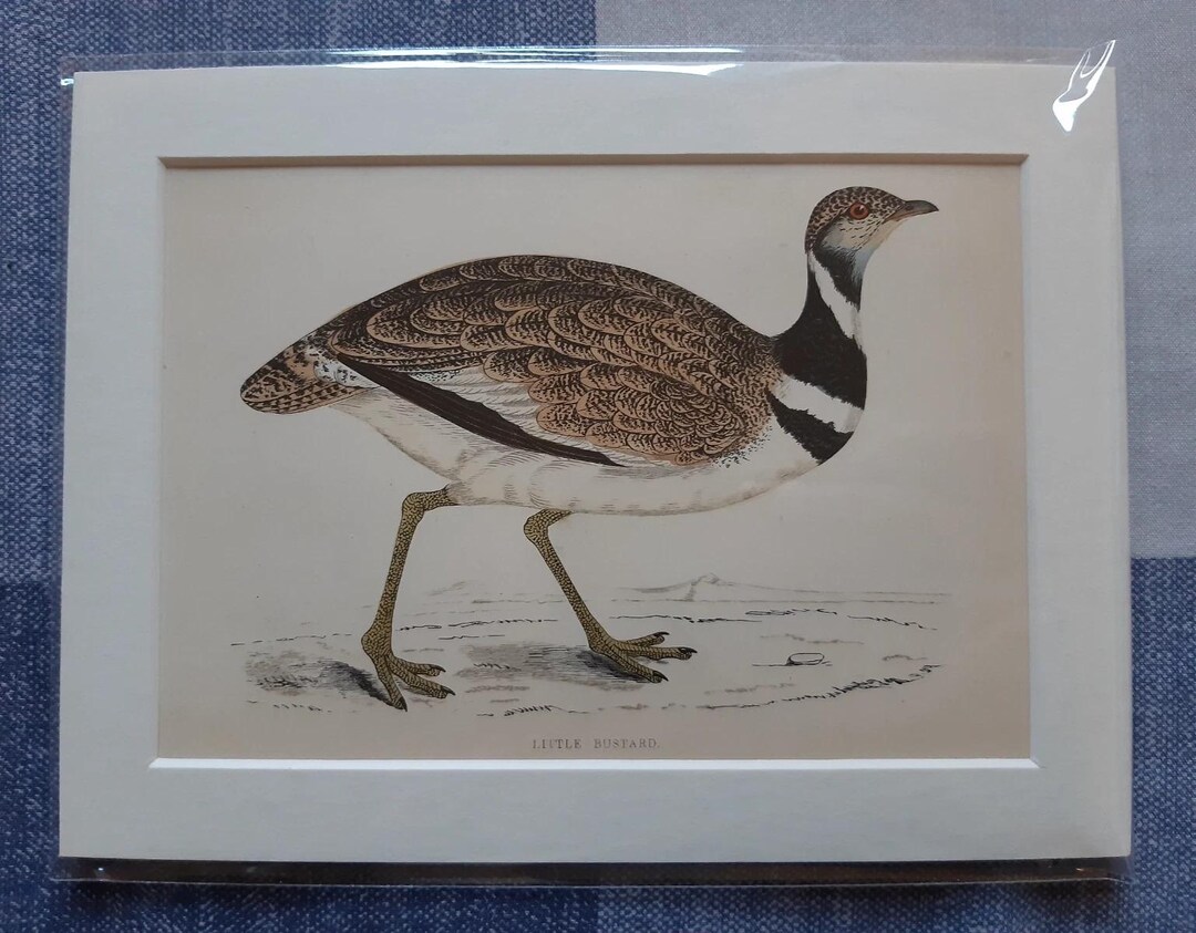 Antique Print: Hand-coloured Engraving, Little Bustard, Francis Orpen ...