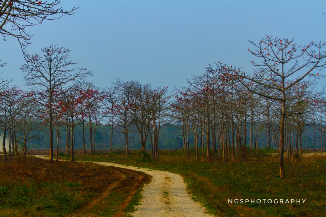 Printable Art and Wall Art of the Nepal Chitawan National Park - Etsy