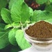 Tulsi Leaves Powder for Health, Skin & Hair Non GMO No Added ...