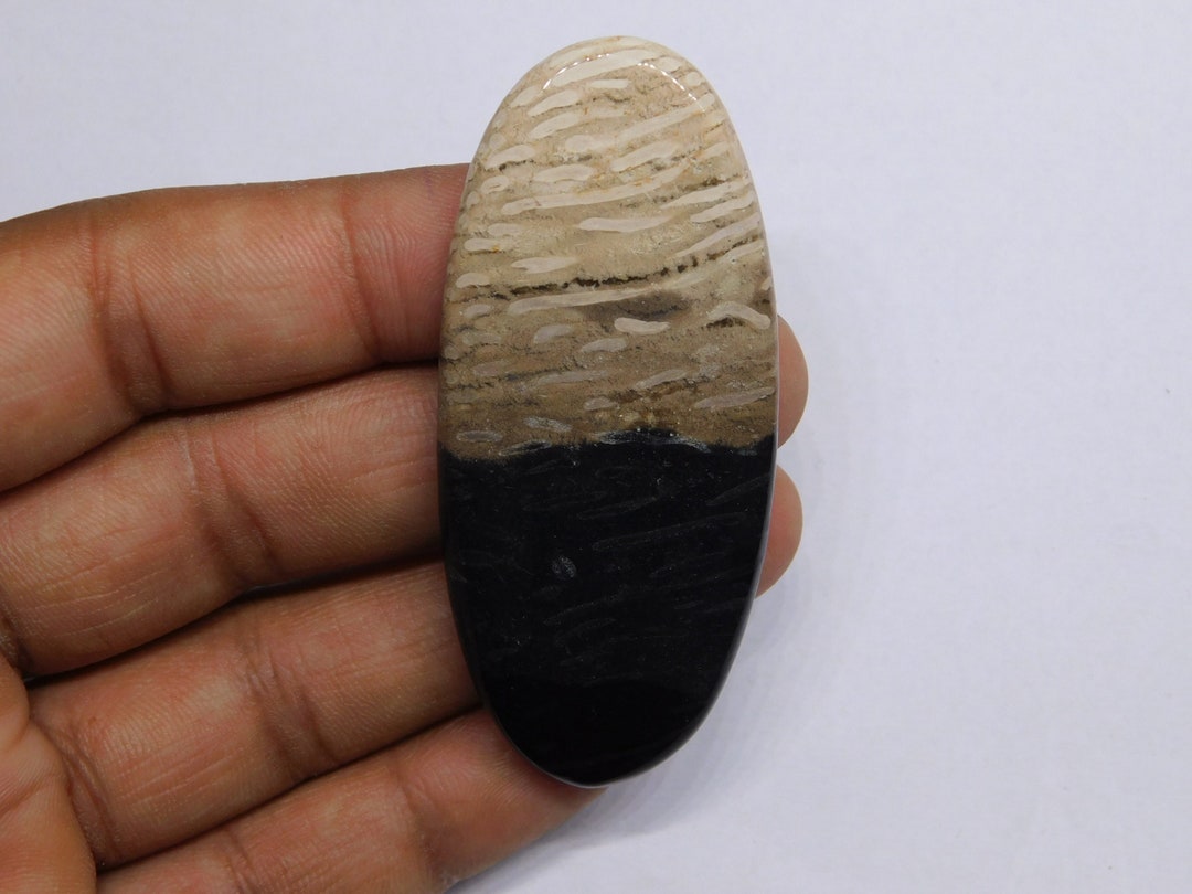 Natural Petrified Palm Root Fossil Smooth Cabochon Loose - Etsy