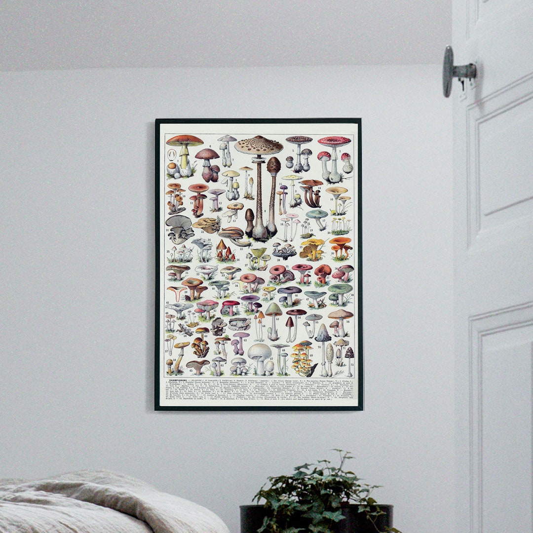 Vintage Mushrooms Chart - Etsy