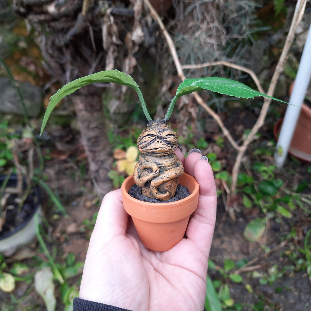 Curiosities and Oddities #19 : Pot Mandrake Root - Etsy