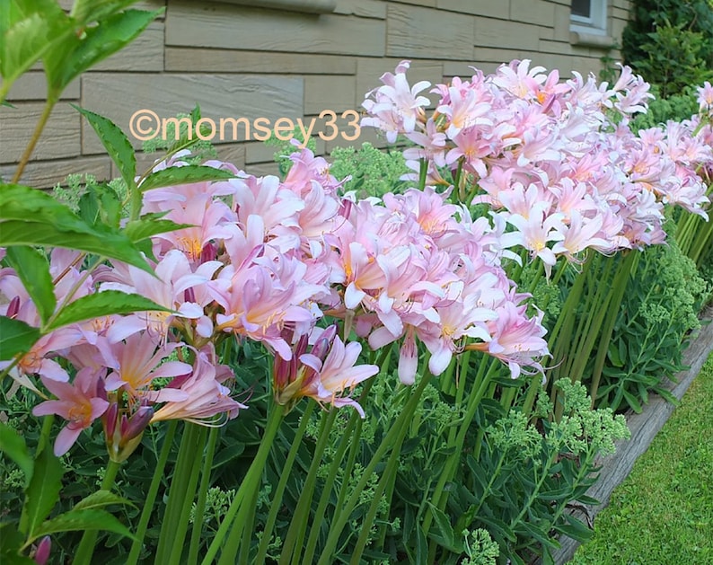 Surprise Lily Bulb Lycoris Squamigera - Etsy