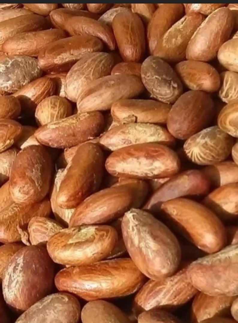 Bitter Kola, Orogbo, Akilu, Mijigworo (50 Seeds) - Etsy