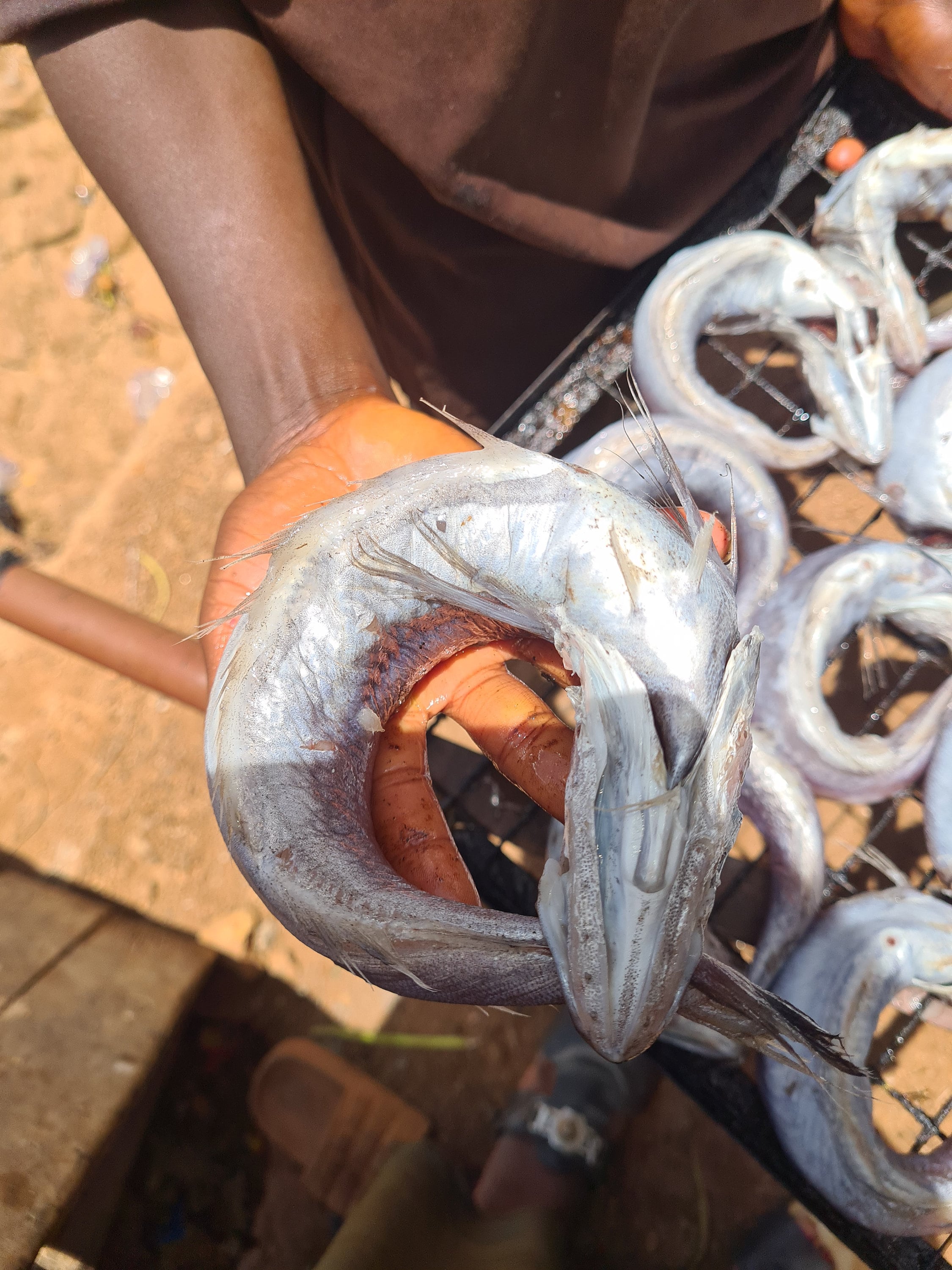 Oven Dried, Hake Panla Fish, African Nigerian Food, Smoked Fish, Eja ...