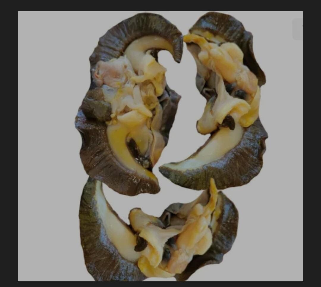 Snail (oven Dried or Fresh) of 10 Pieces, African Nigerian Food - Etsy