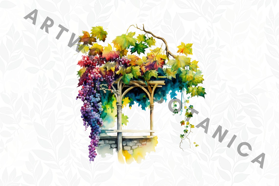 Watercolor Grapevine Clipart, Grapes, High Quality PNG, Commercial Use ...