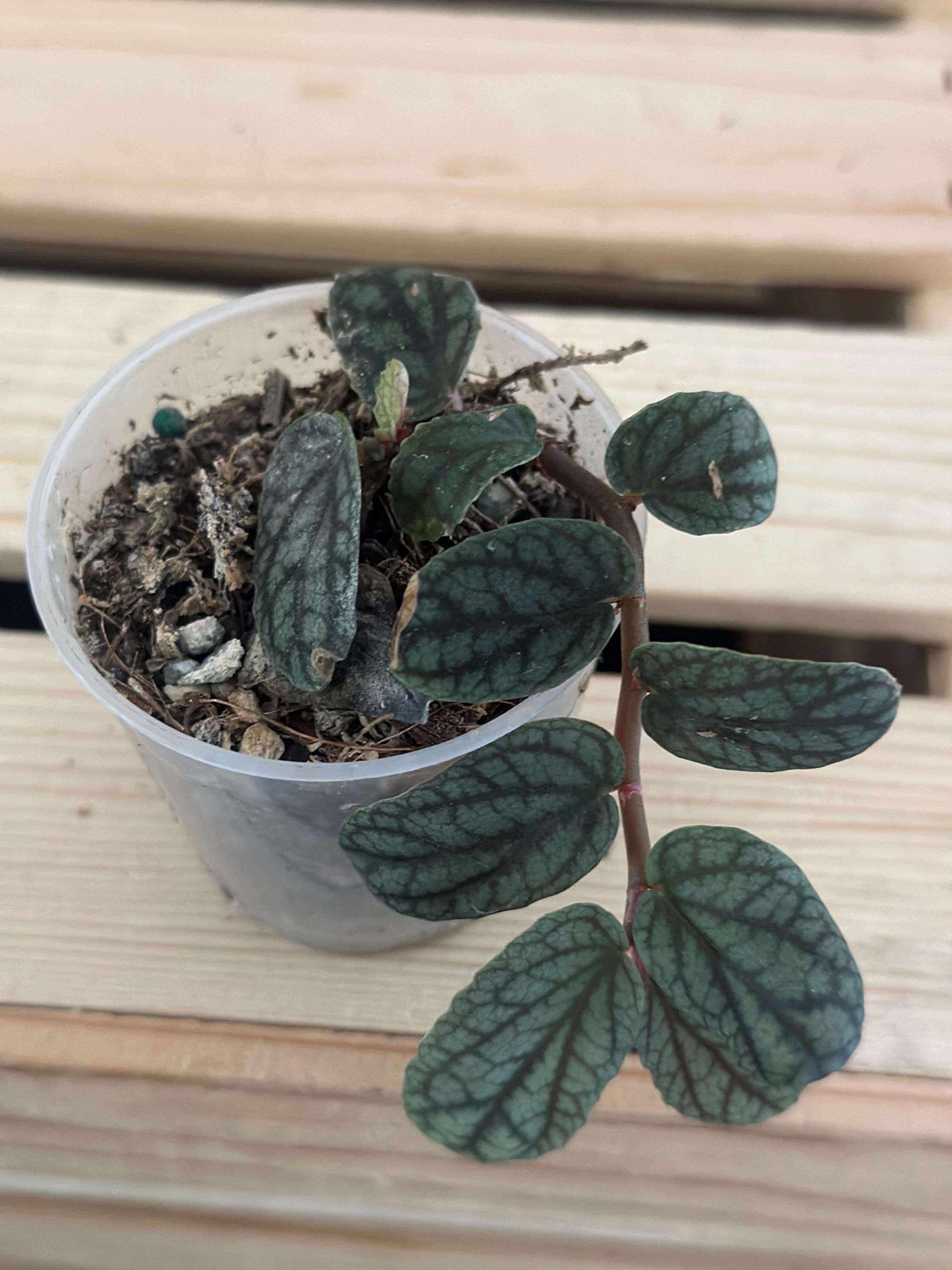 Pellionia Pulchra polynesian Ivy watermelon Pellionia - Etsy