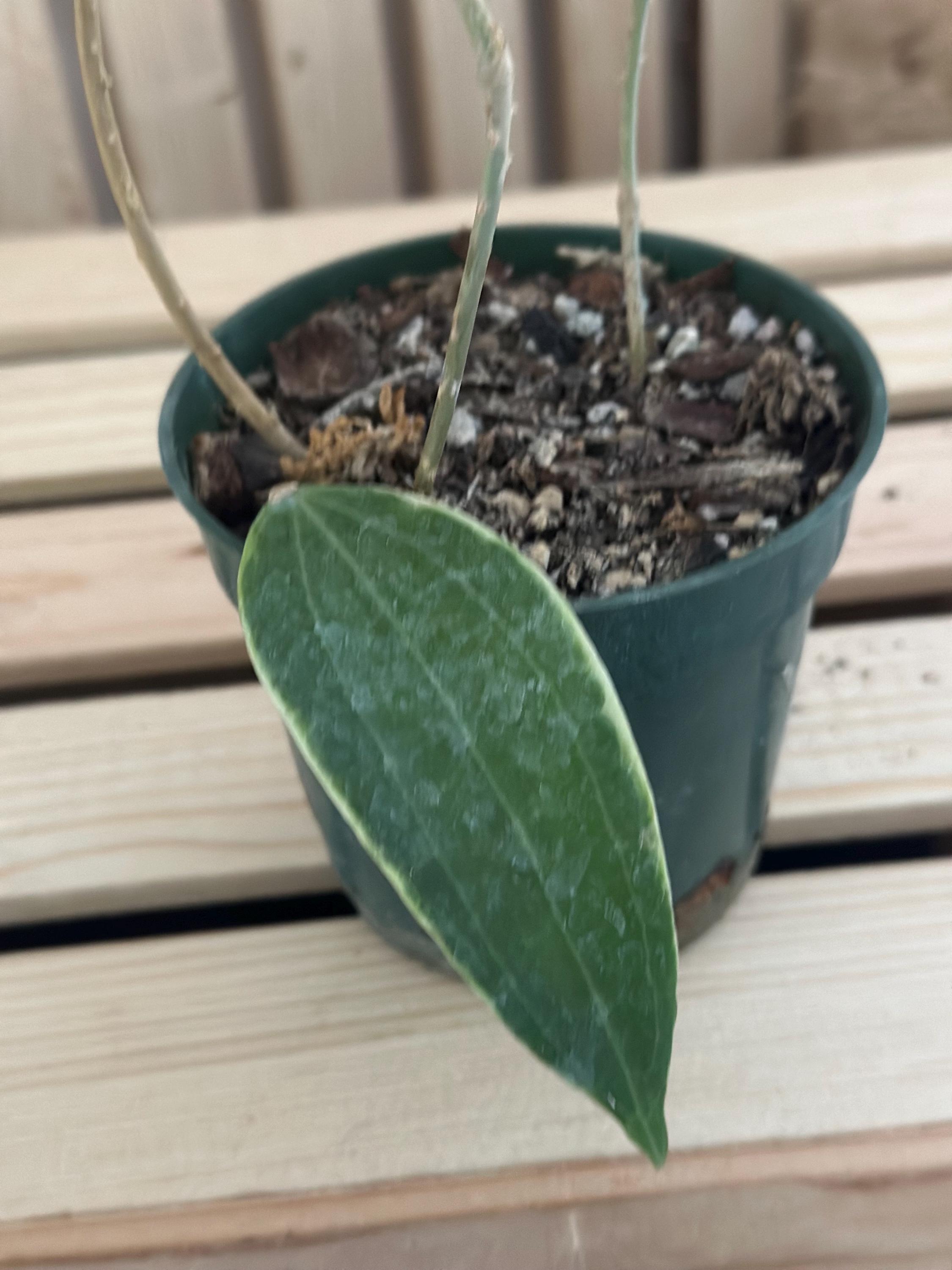 Hoya Macrophylla Variegata Vining Wax Plant - Etsy