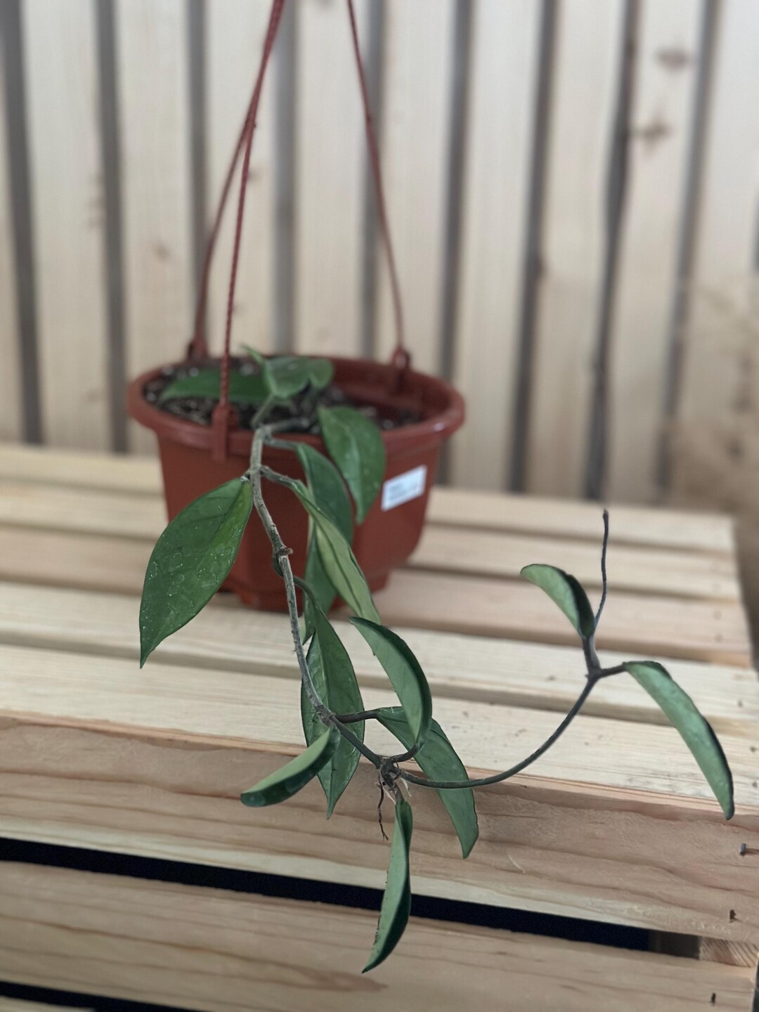 Hoya Carnosa Vining Wax Plant Hanging Basket - Etsy