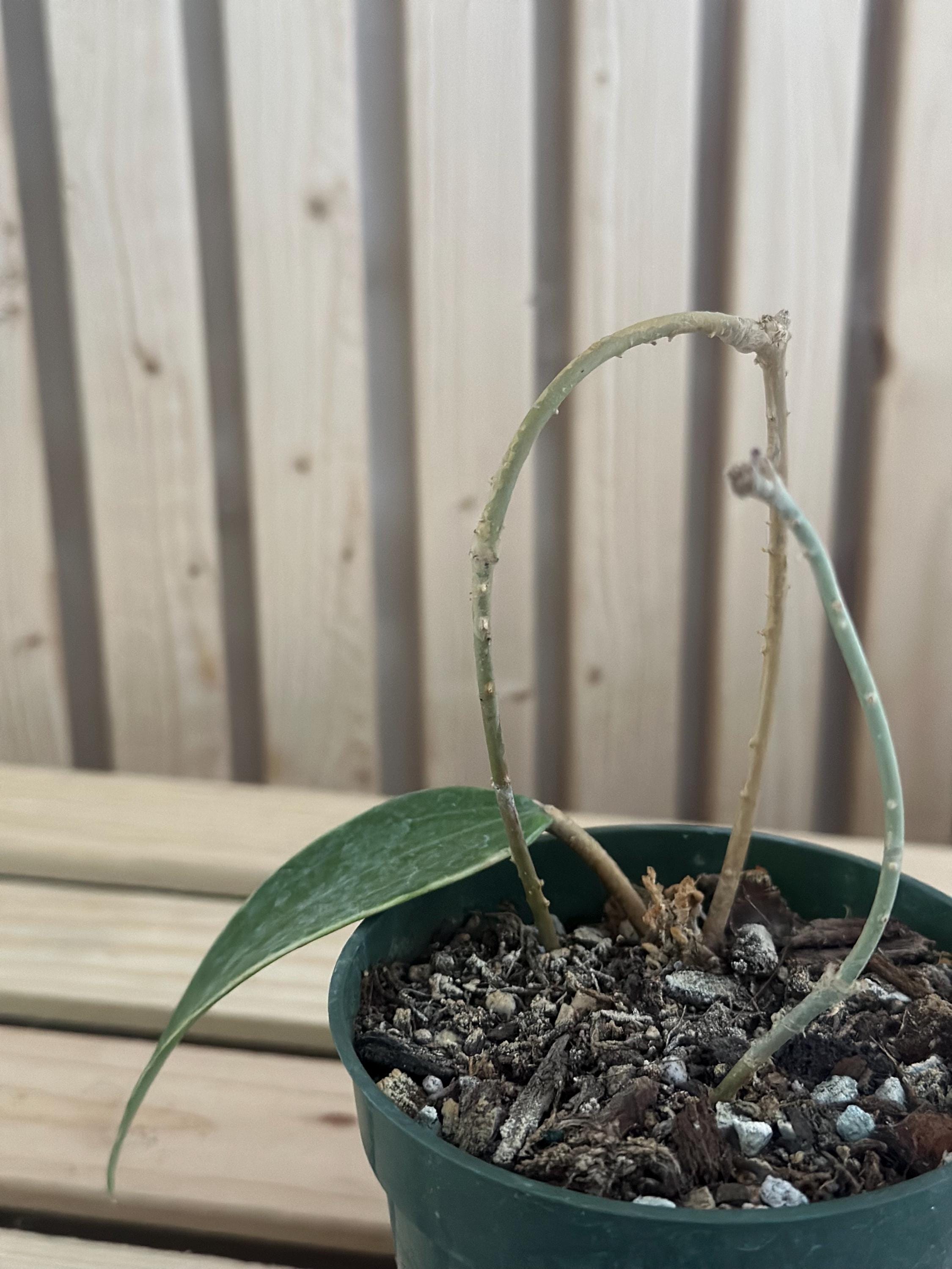 Hoya Macrophylla Variegata Vining Wax Plant - Etsy