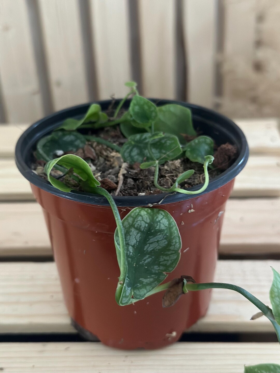 Monstera Dubia Shingling Aroid - Etsy