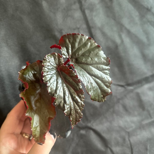 Rex Begonia - Etsy