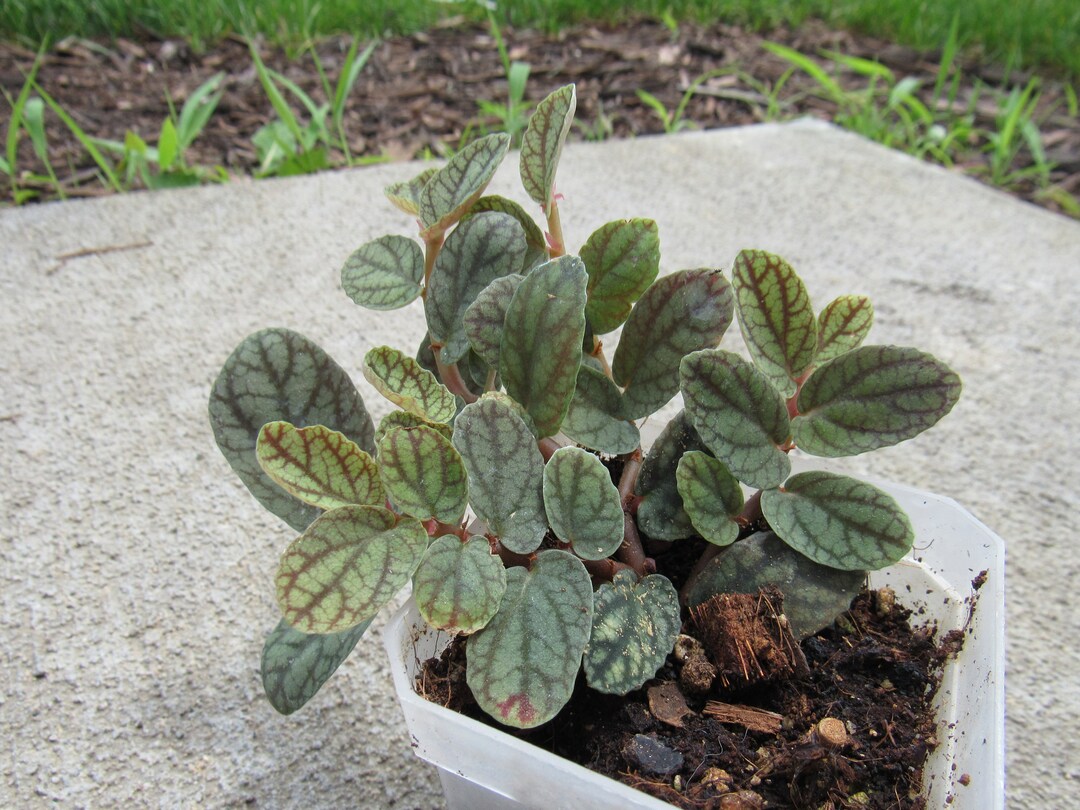 Pellionia Pulchra polynesian Ivy - Etsy