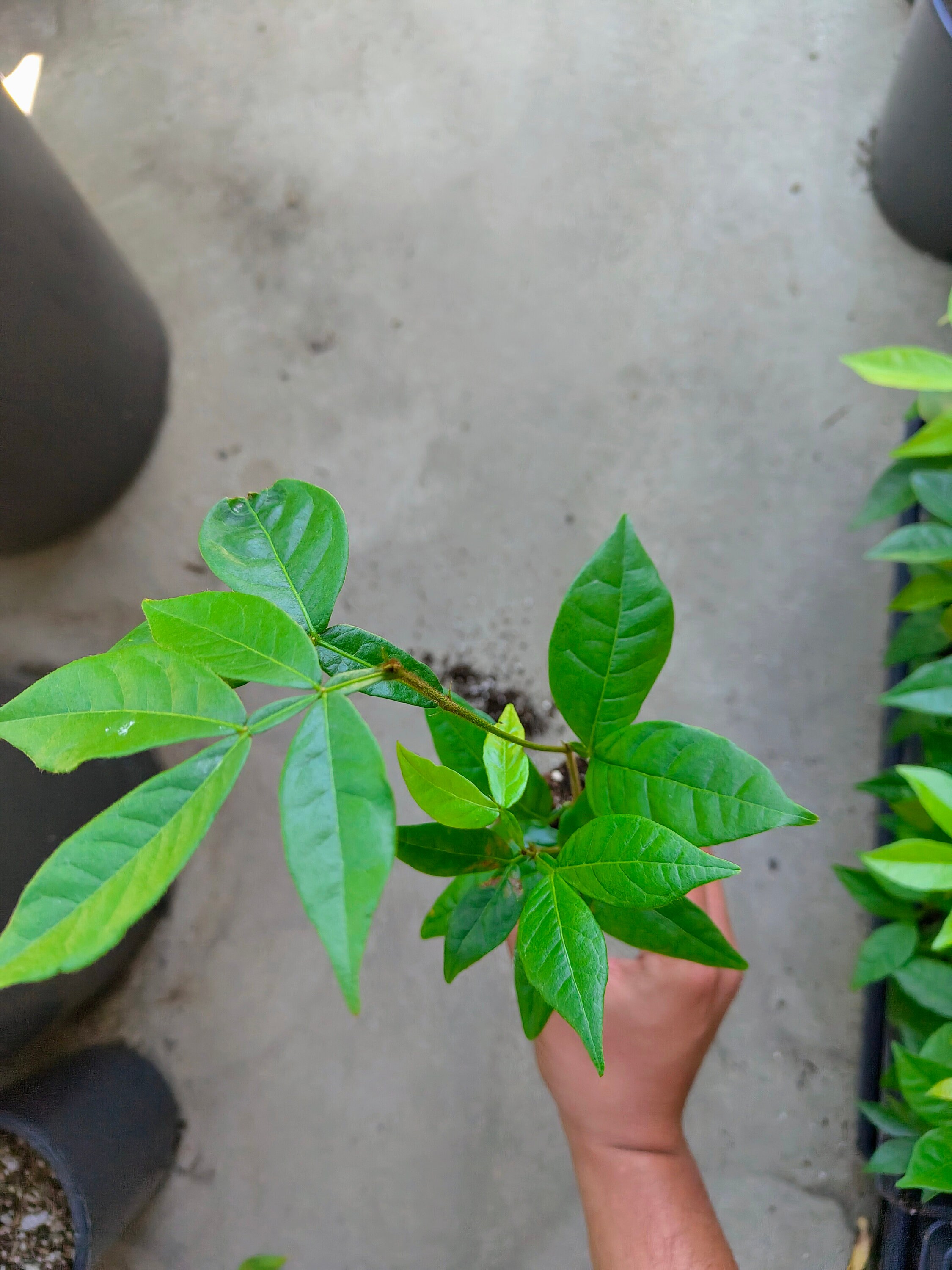 1, 2, or 4 Rare Ice Cream Bean inga Feuillei Tree Seedlings, Pacay ...