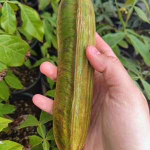 1, 2, or 4 Rare Ice Cream Bean inga Feuillei Tree Seedlings, Pacay ...