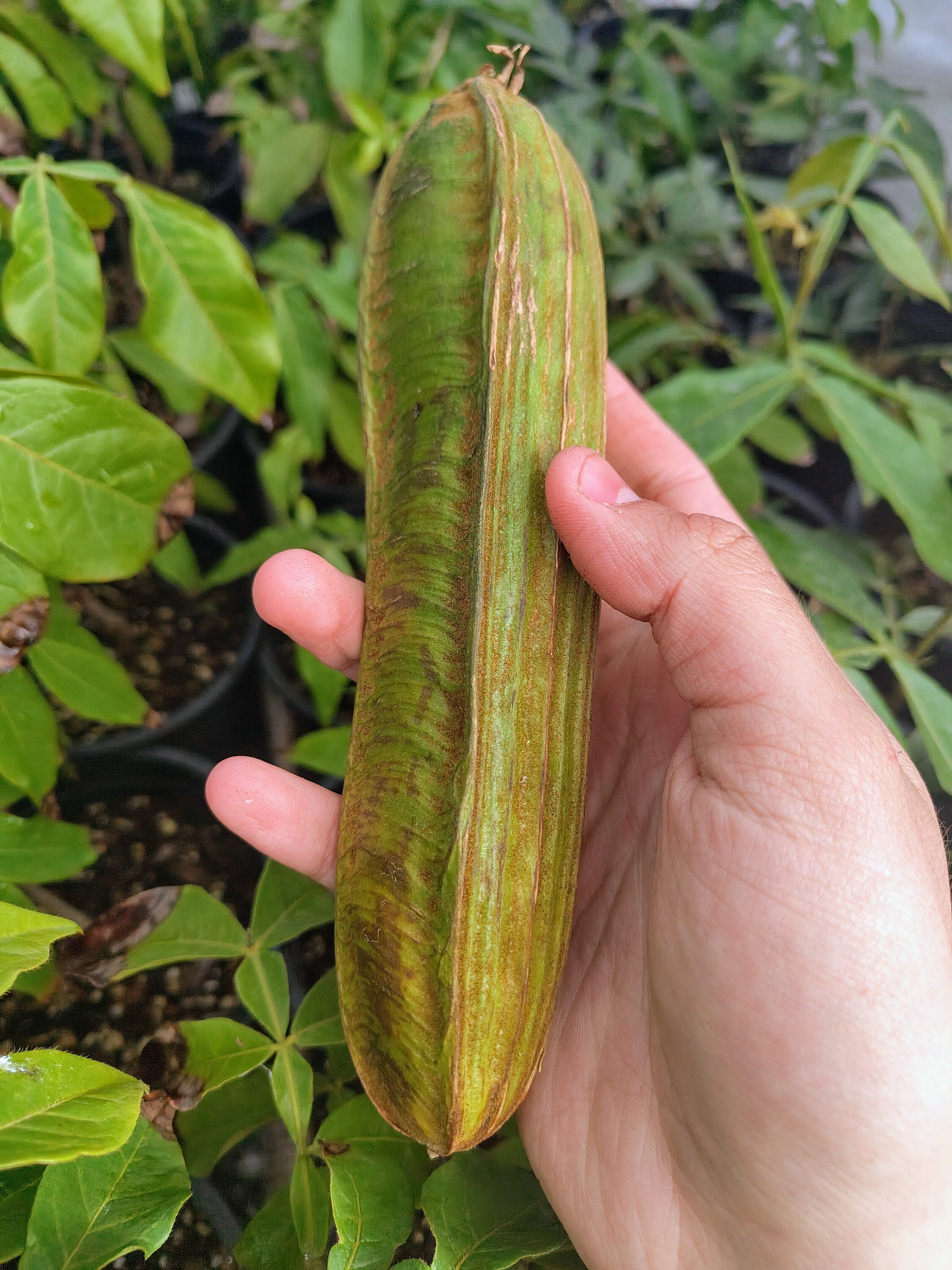 1, 2, or 4 Rare Ice Cream Bean inga Feuillei Tree Seedlings, Pacay ...