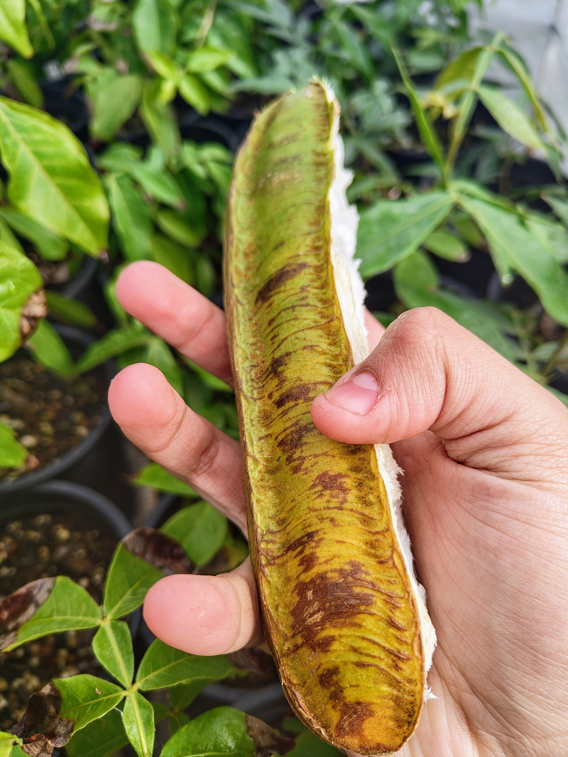 1, 2, or 4 Rare Ice Cream Bean inga Feuillei Tree Seedlings, Pacay ...