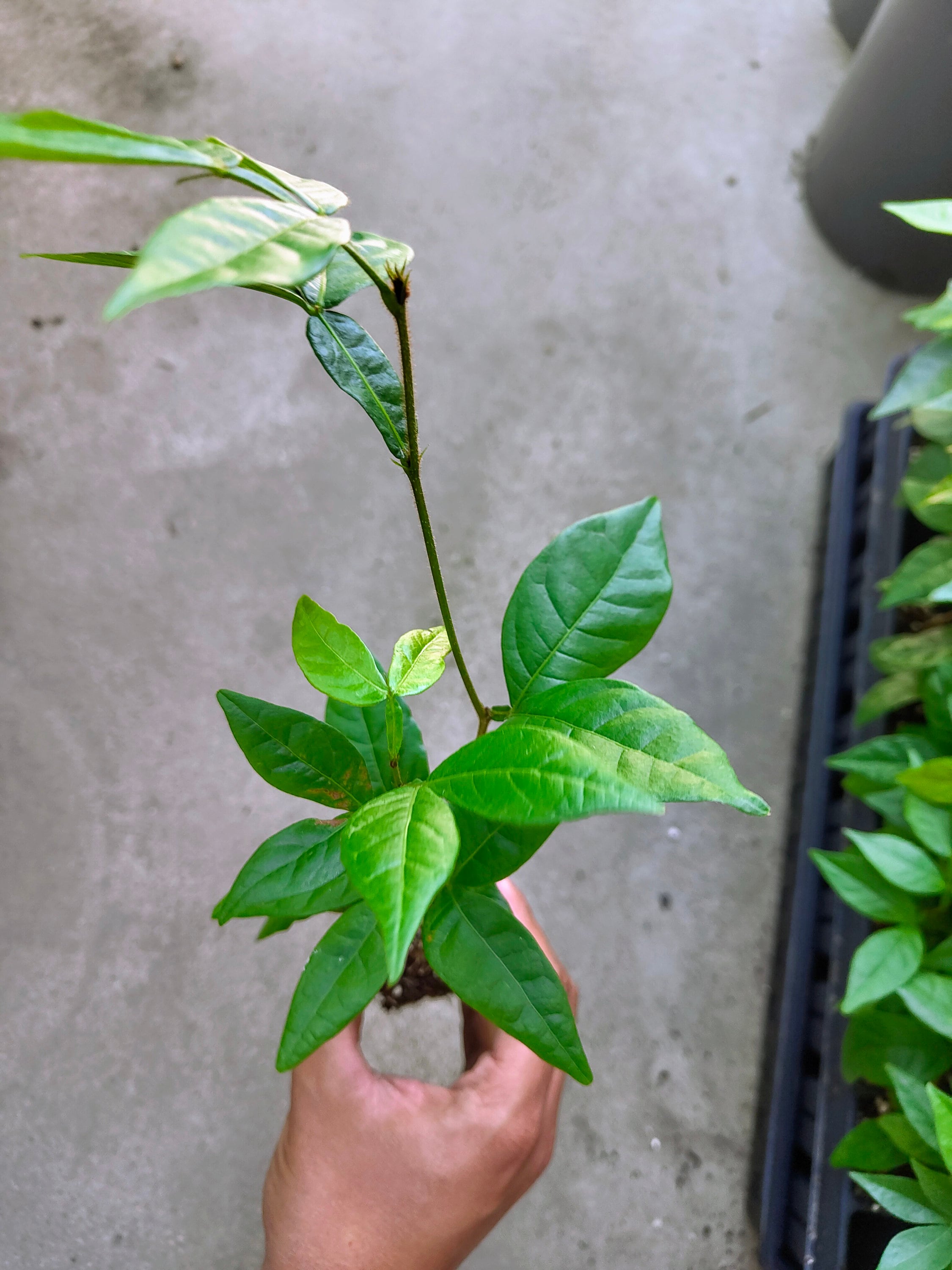 1, 2, or 4 Rare Ice Cream Bean inga Feuillei Tree Seedlings, Pacay ...