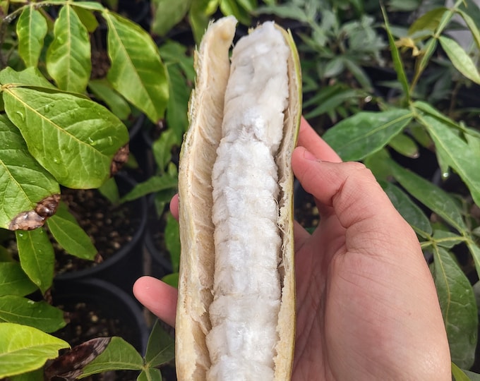 1, 2, or 4 - Rare Ice Cream Bean (inga Feuillei) Tree Seedlings, Pacay ...