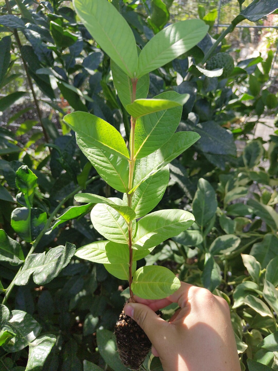 Rare Golden Brazilian Guava (psidium Guajava) Tree Seedlings, Ships ...