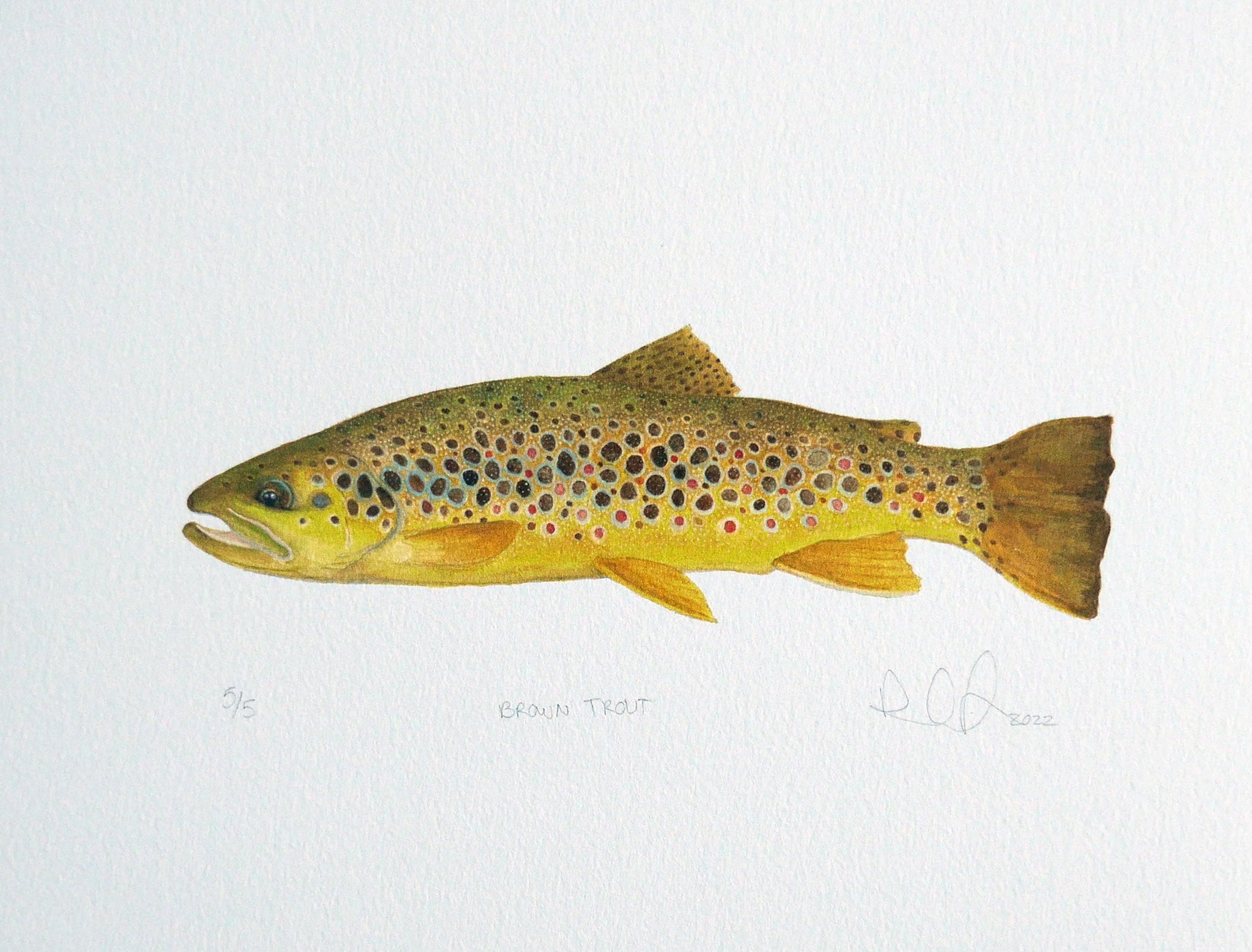 Brown Trout Limited Edition Print - Etsy