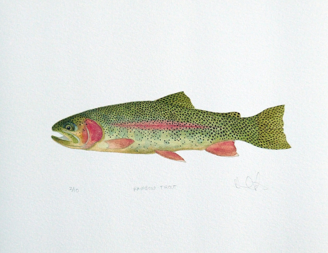 Rainbow Trout Limited Edition Print - Etsy
