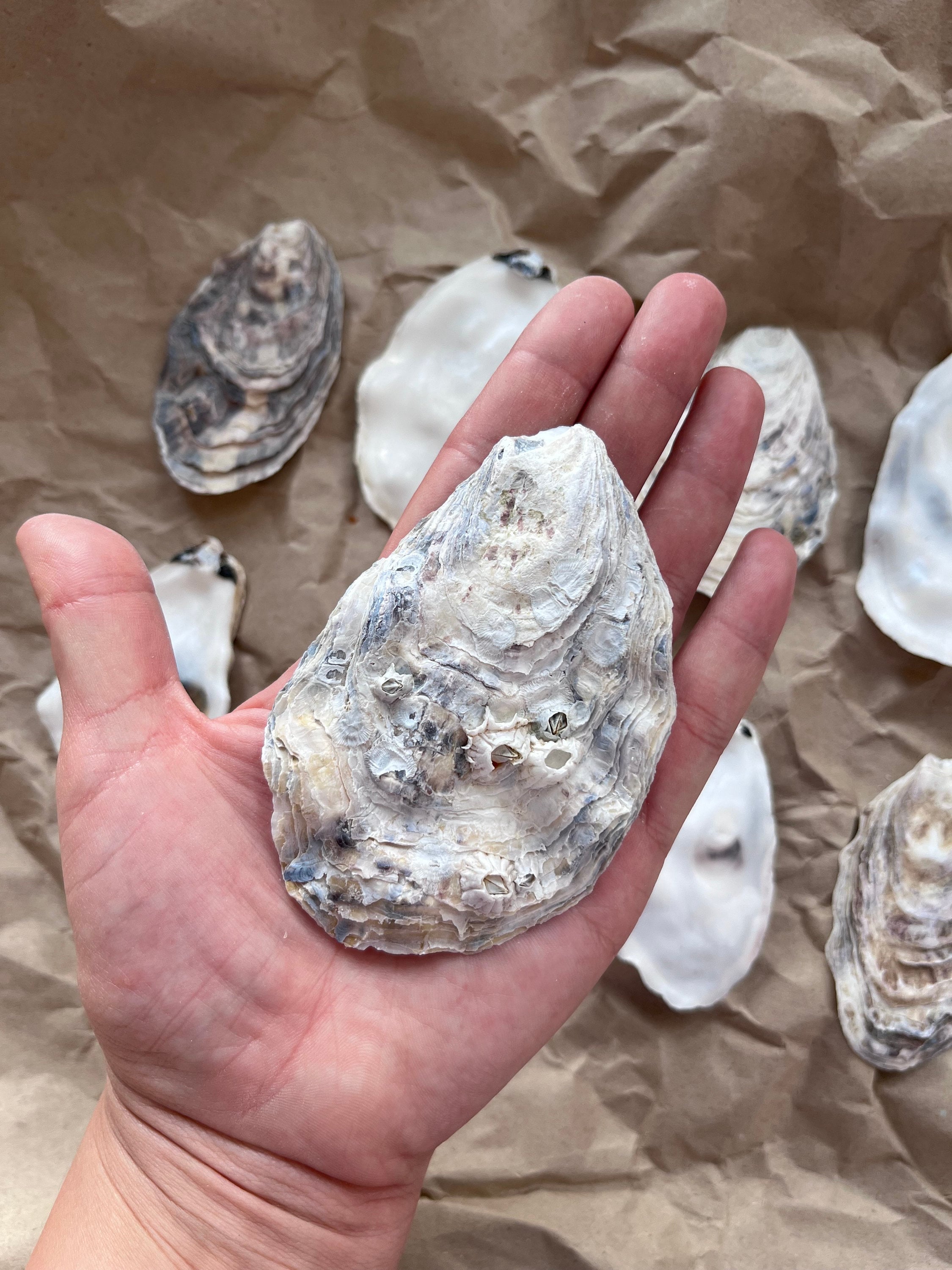 Cleaned Oyster Shells Lids - Etsy