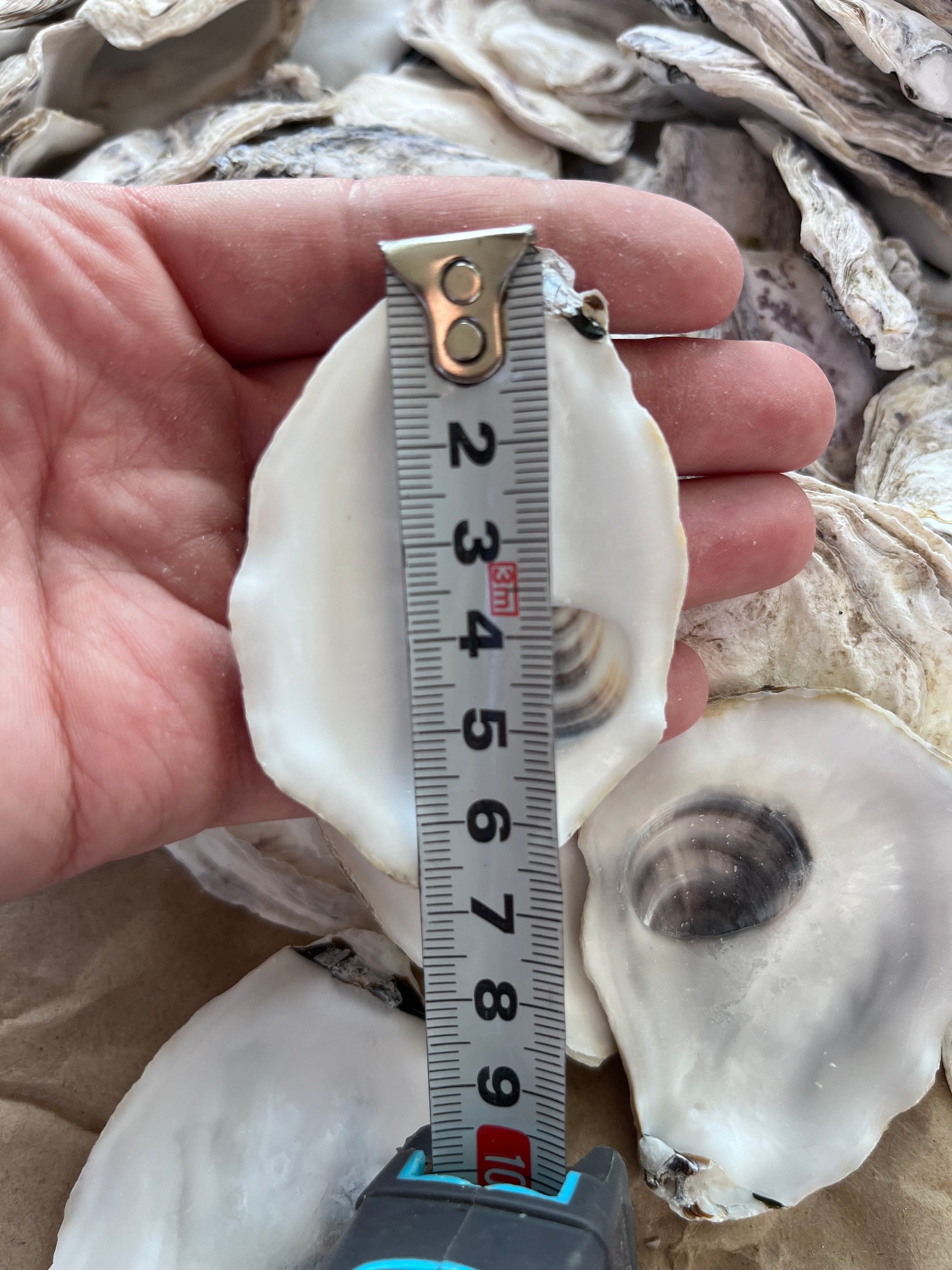 Cleaned Oyster Shells Lids - Etsy
