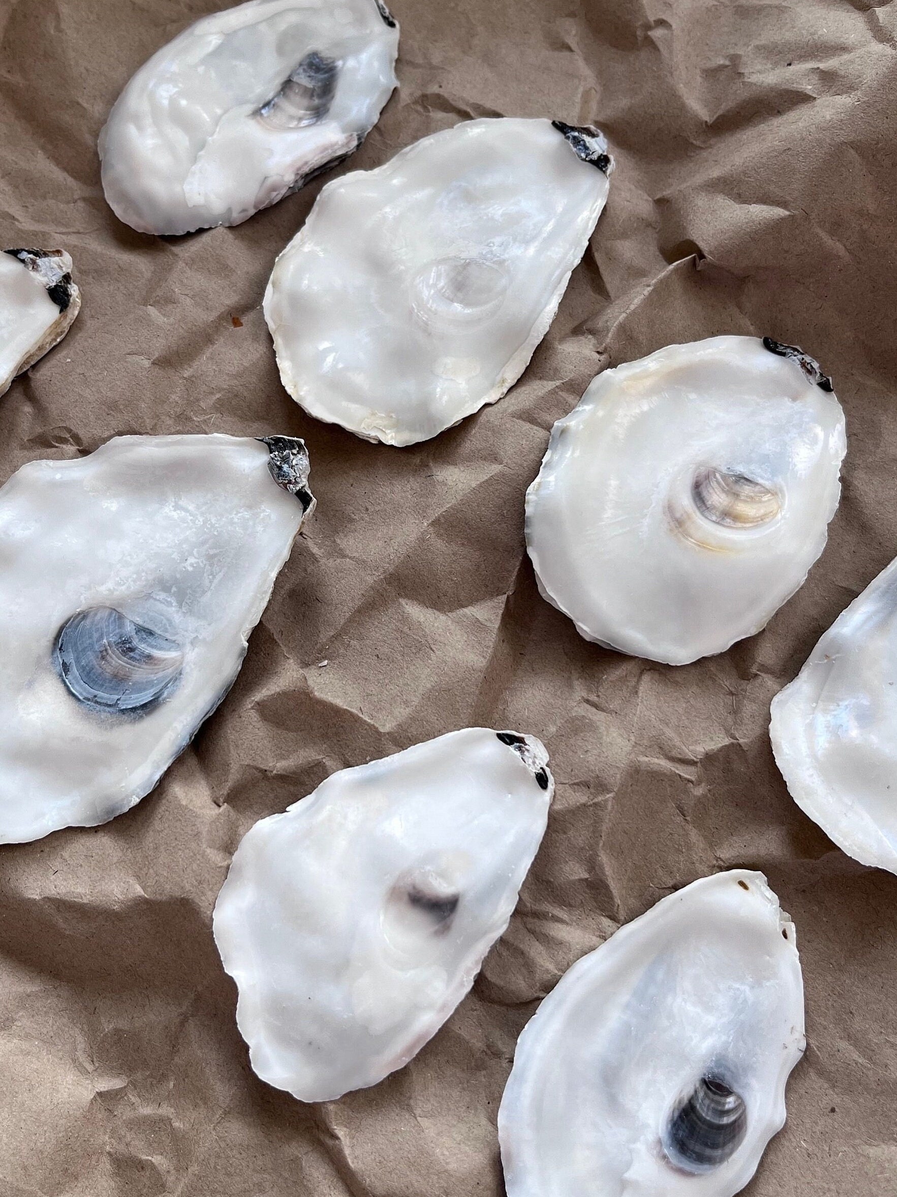 Cleaned Oyster Shells Lids - Etsy